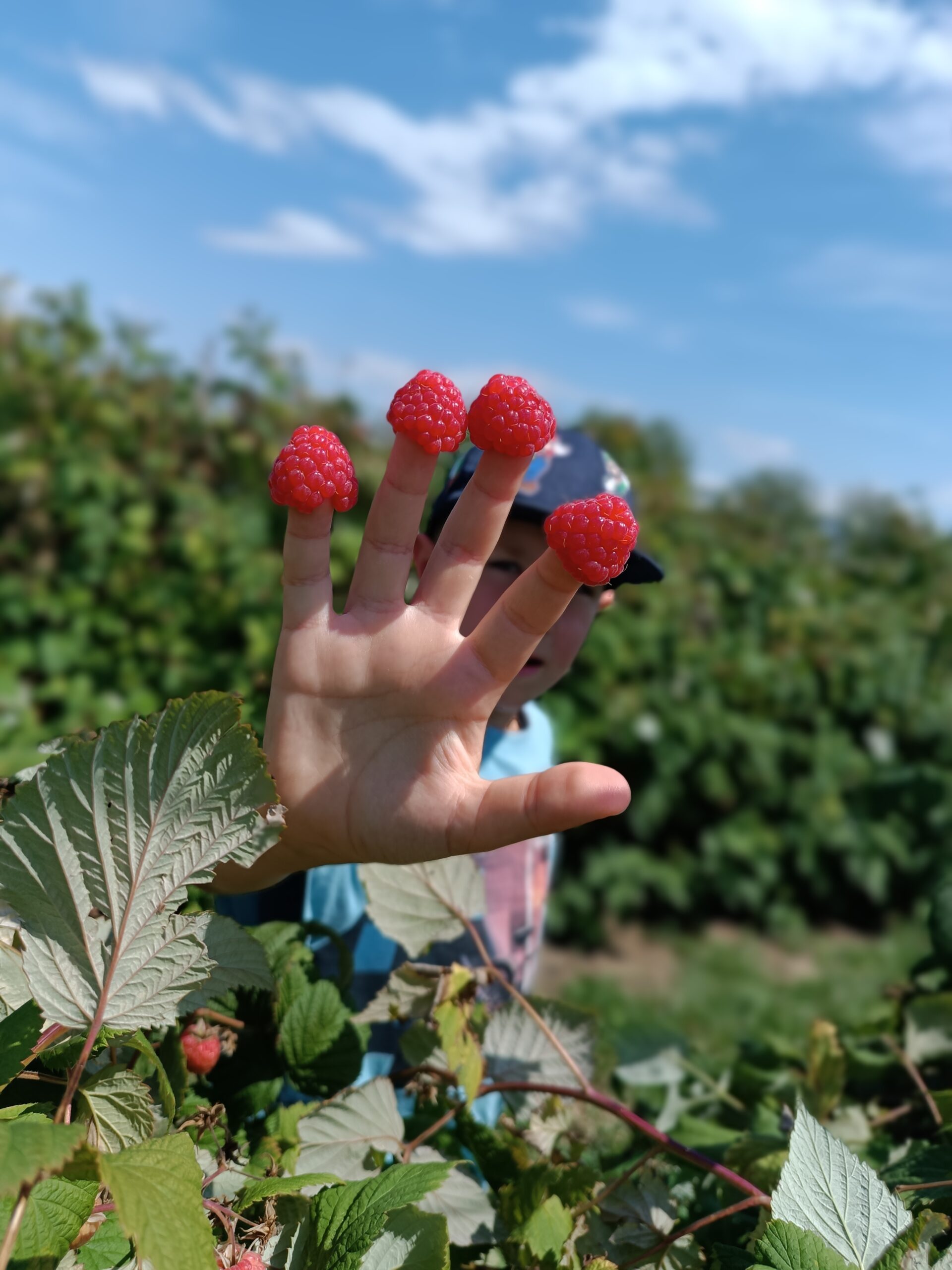 Himbeeren Zum Selberpflücken